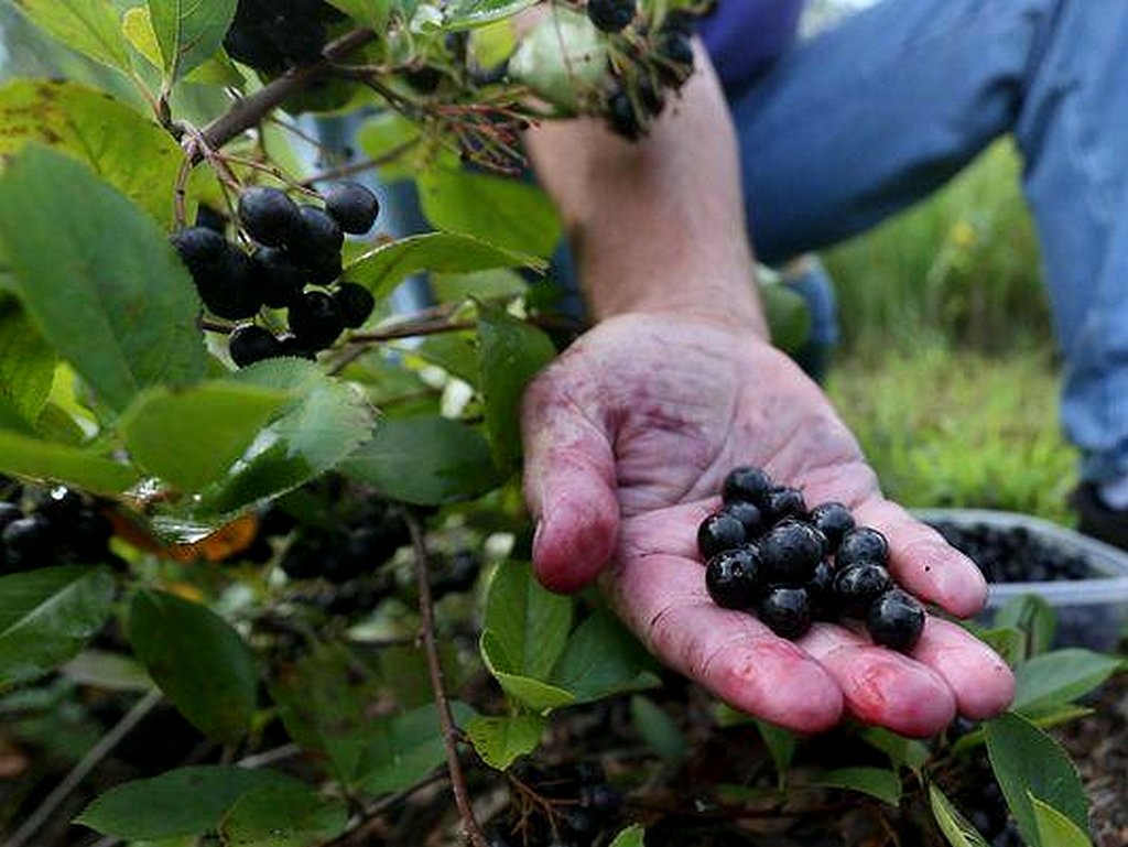 L'aronia, une petite baie aux mille vertus - Spécial Gastronomie