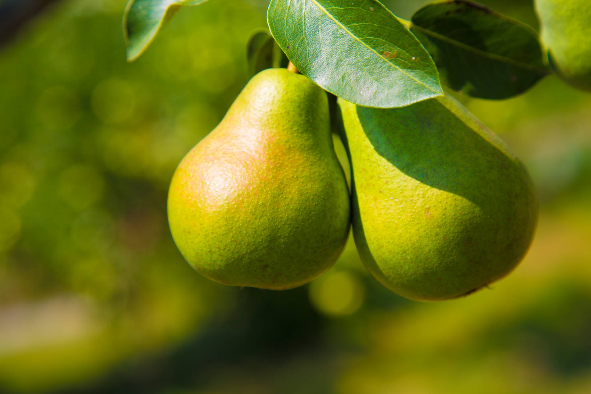 Top 5 des raisons de croquer dans des poires ! - Spécial Gastronomie