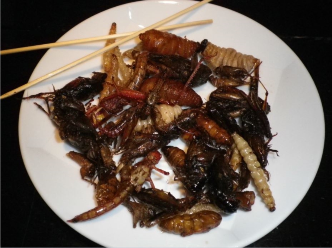 Des insectes dans nos assiettes ? - Spécial Gastronomie